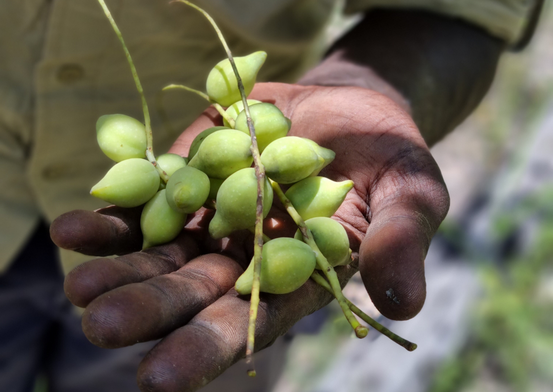 Fine Food Showcases Native Bush Foods | NIRS – National Indigenous ...